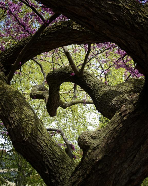 Looking Through The Branches | Shutterbug